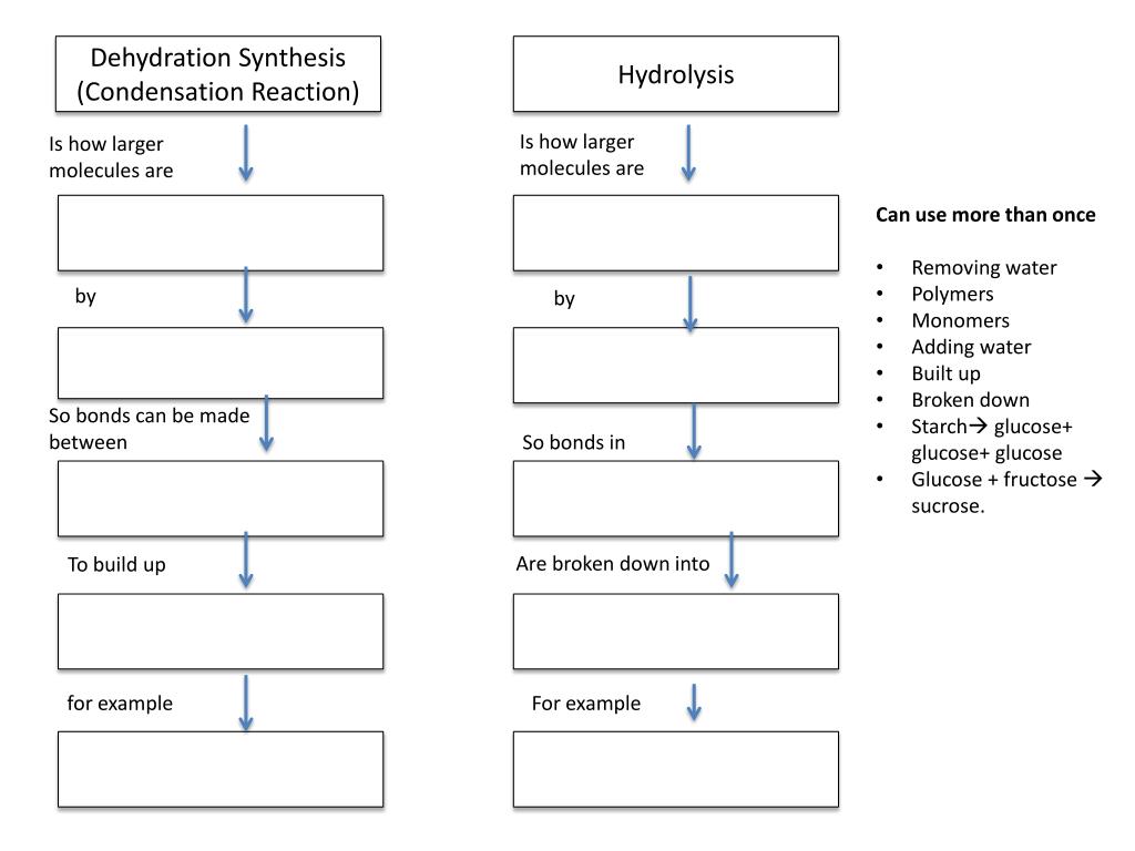 PPT - Dehydration Synthesis (Condensation Reaction) PowerPoint ...