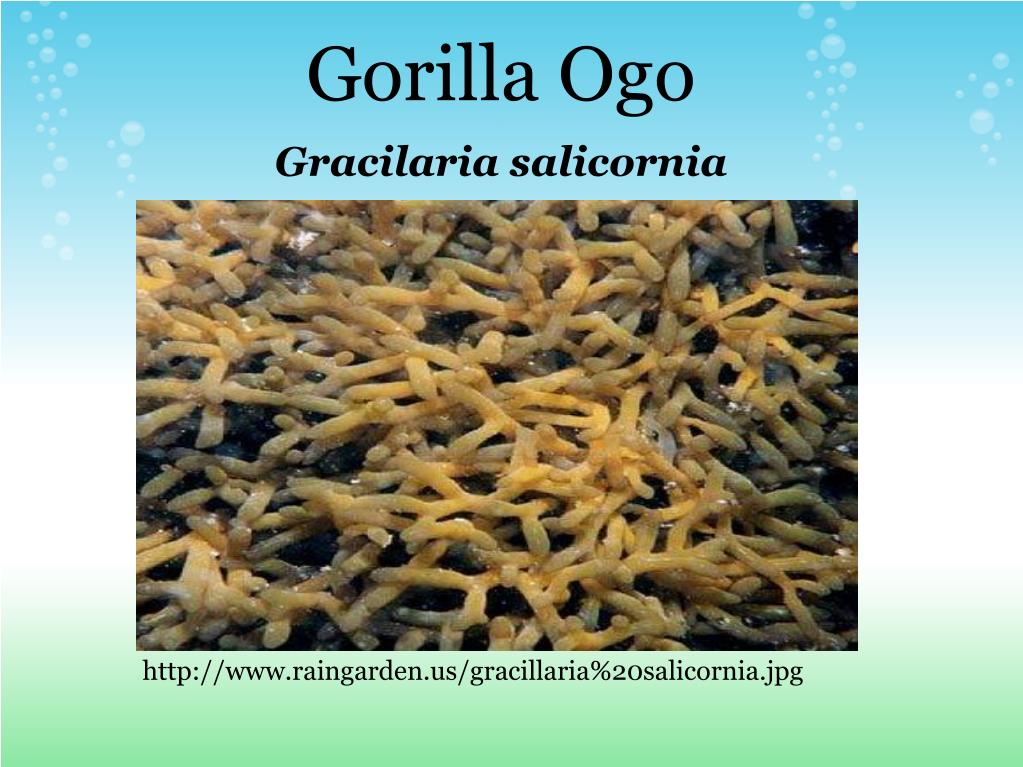 PPT - Gorilla Ogo PowerPoint Presentation, free download - ID:3108921