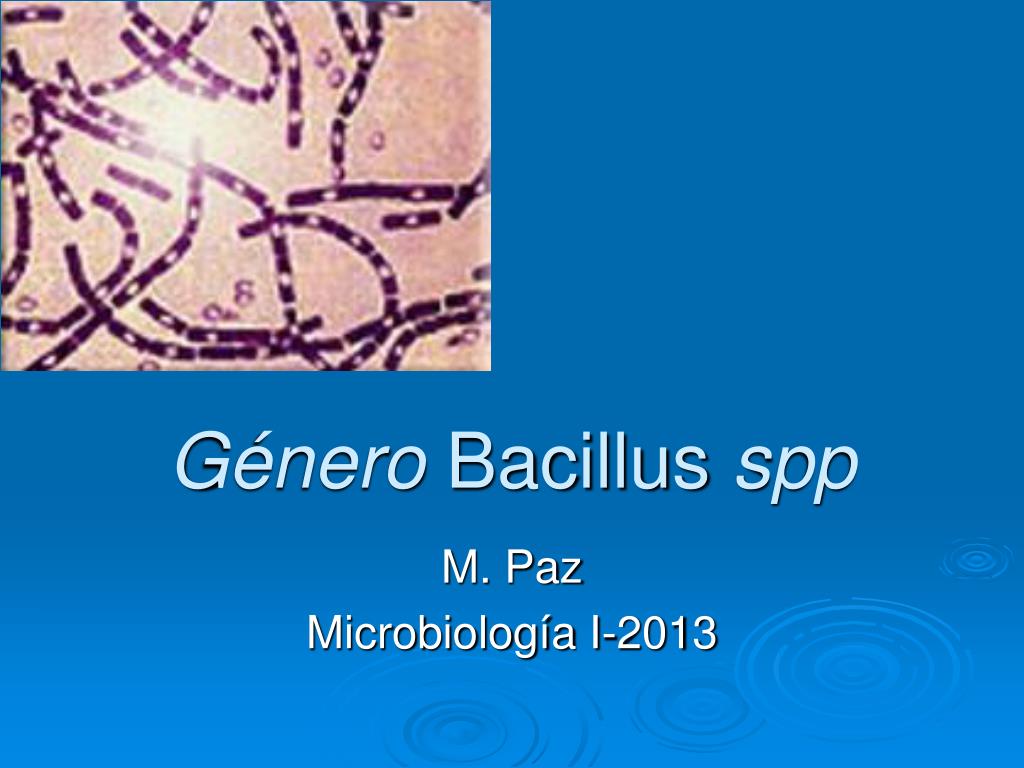 PPT - Género Bacillus spp PowerPoint Presentation, free download - ID ...