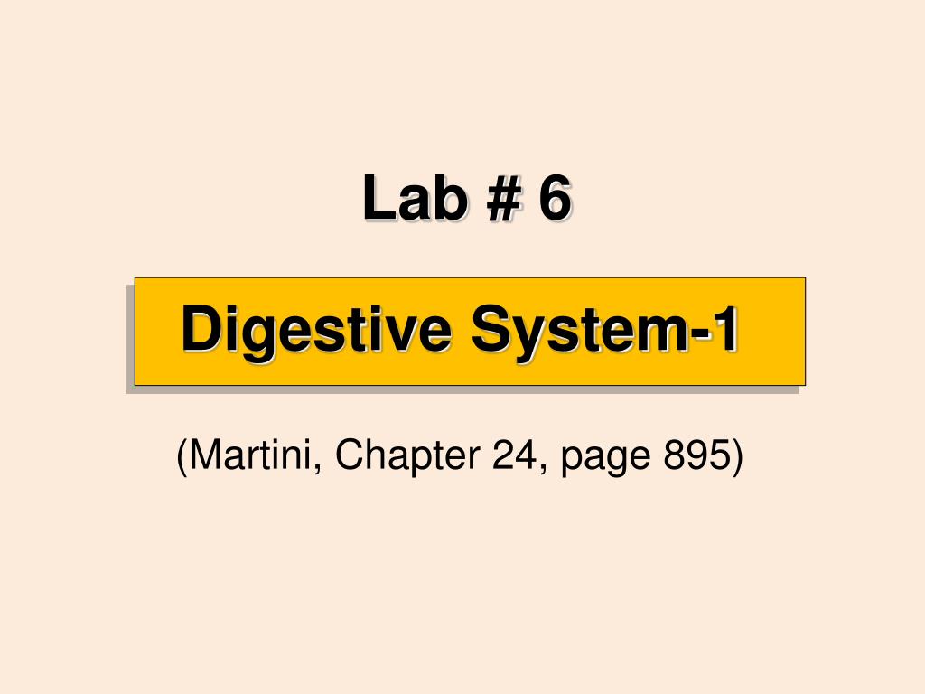PPT - Digestive System-1 PowerPoint Presentation, free download - ID ...
