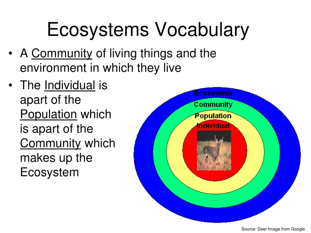 PPT - Ecosystems Vocabulary PowerPoint Presentation, free download - ID ...