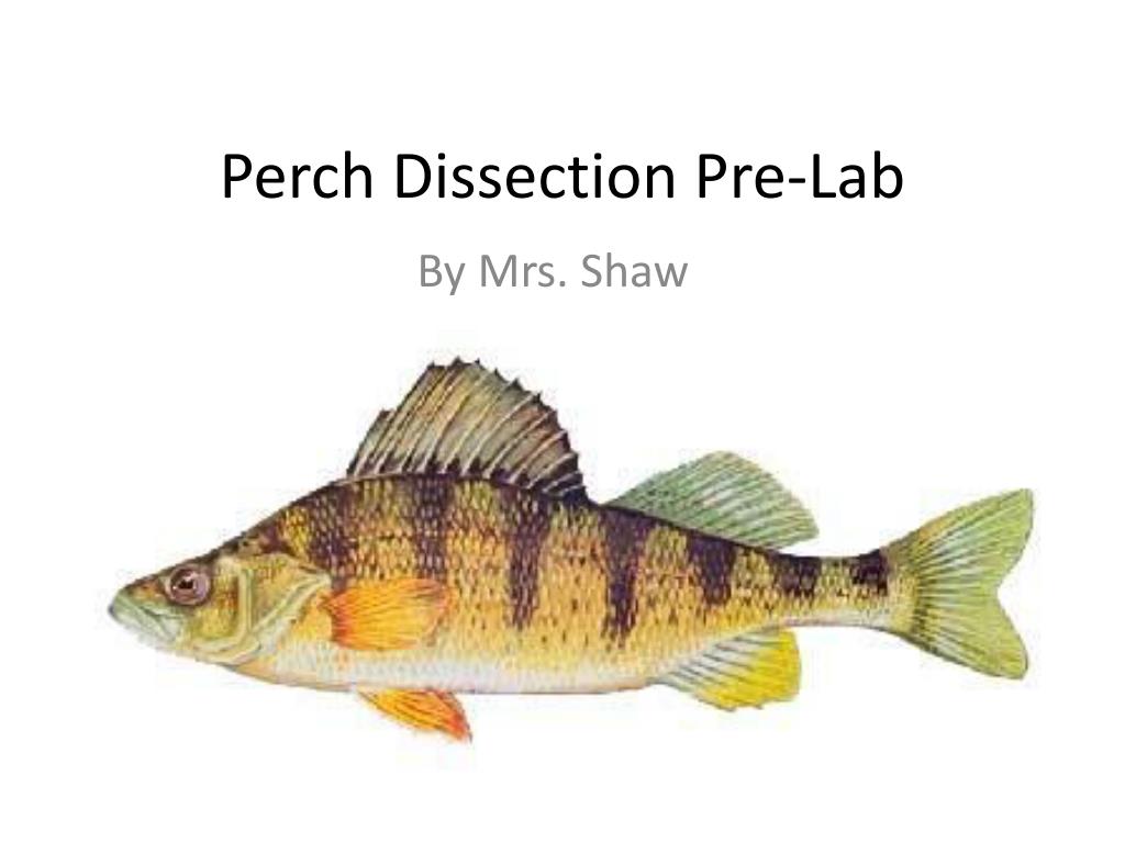 PPT - Perch Dissection Pre-Lab PowerPoint Presentation, free download ...