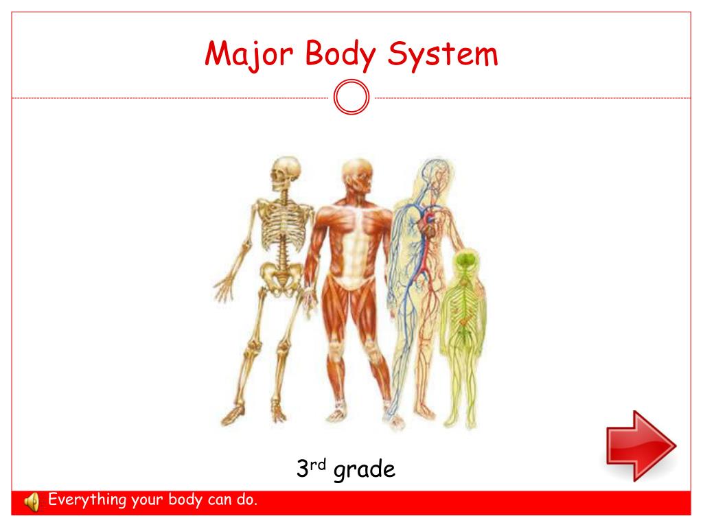 PPT - Major Body System PowerPoint Presentation, free download - ID:3112292