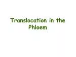 PPT - PHLOEM TRANSLOCATION PowerPoint Presentation, free download - ID ...