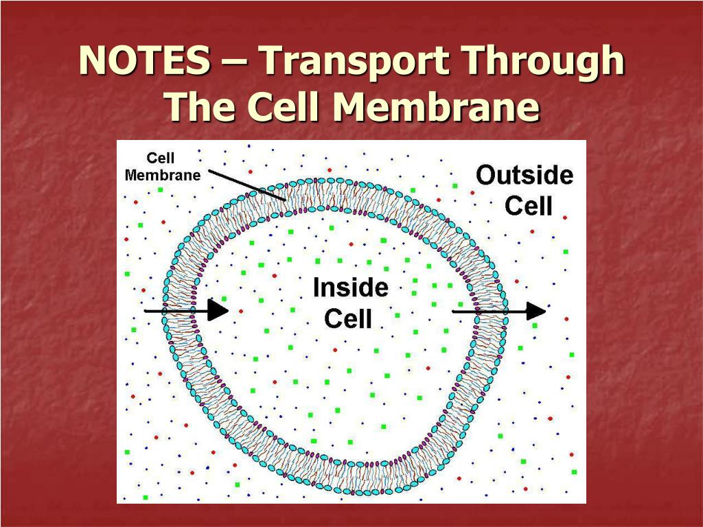 PPT - NOTES – Transport Through The Cell Membrane PowerPoint ...