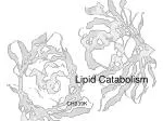 PPT - Lipid Biosynthesis PowerPoint Presentation, free download - ID ...