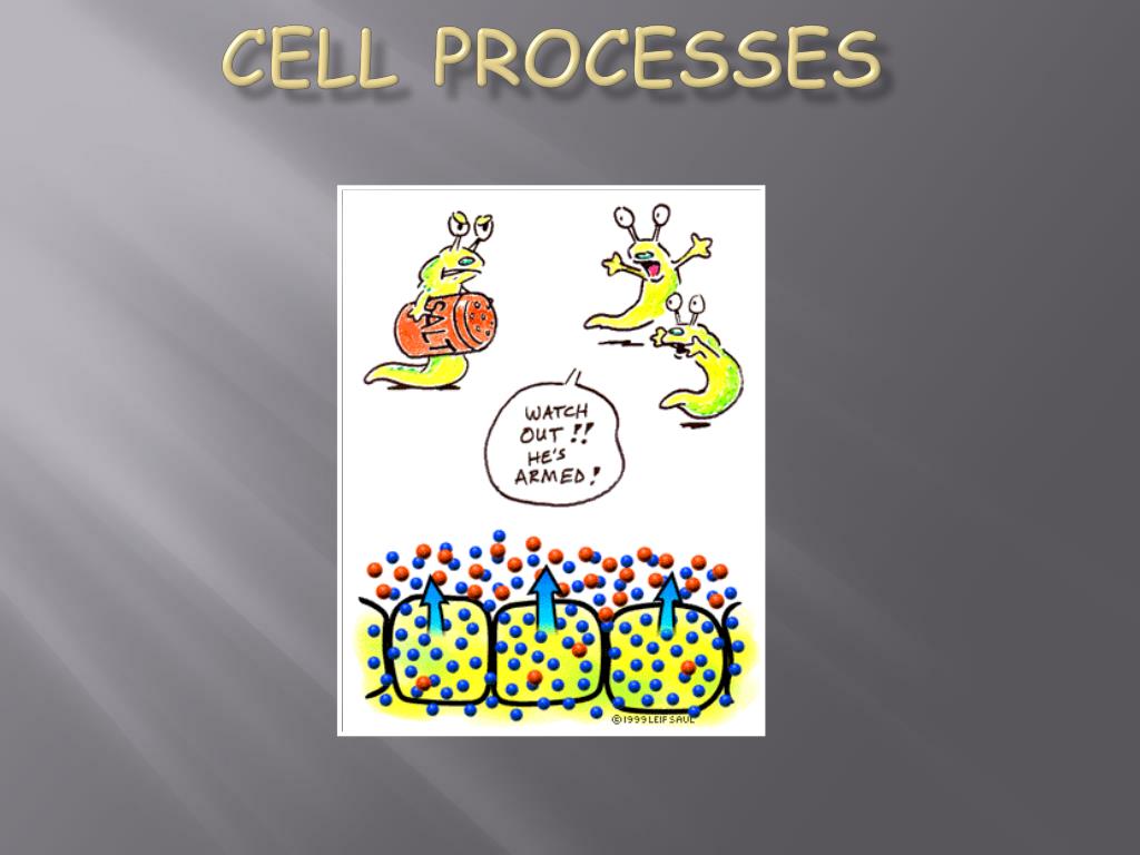 PPT - Cell Processes PowerPoint Presentation, free download - ID:3115678