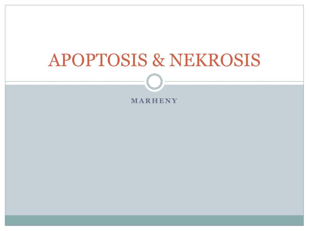 PPT - APOPTOSIS & NEKROSIS PowerPoint Presentation, free download - ID ...