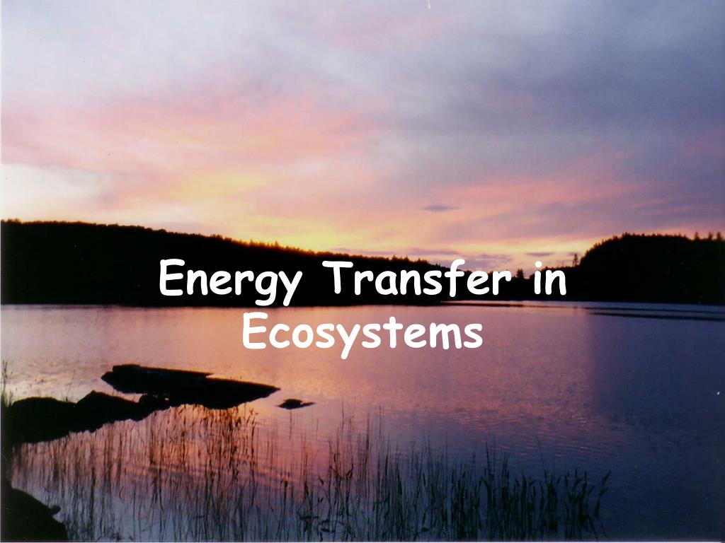 PPT - Energy Transfer in Ecosystems PowerPoint Presentation, free ...