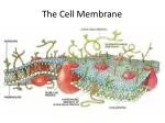 PPT - The Cell Membrane PowerPoint Presentation, free download - ID:7068362