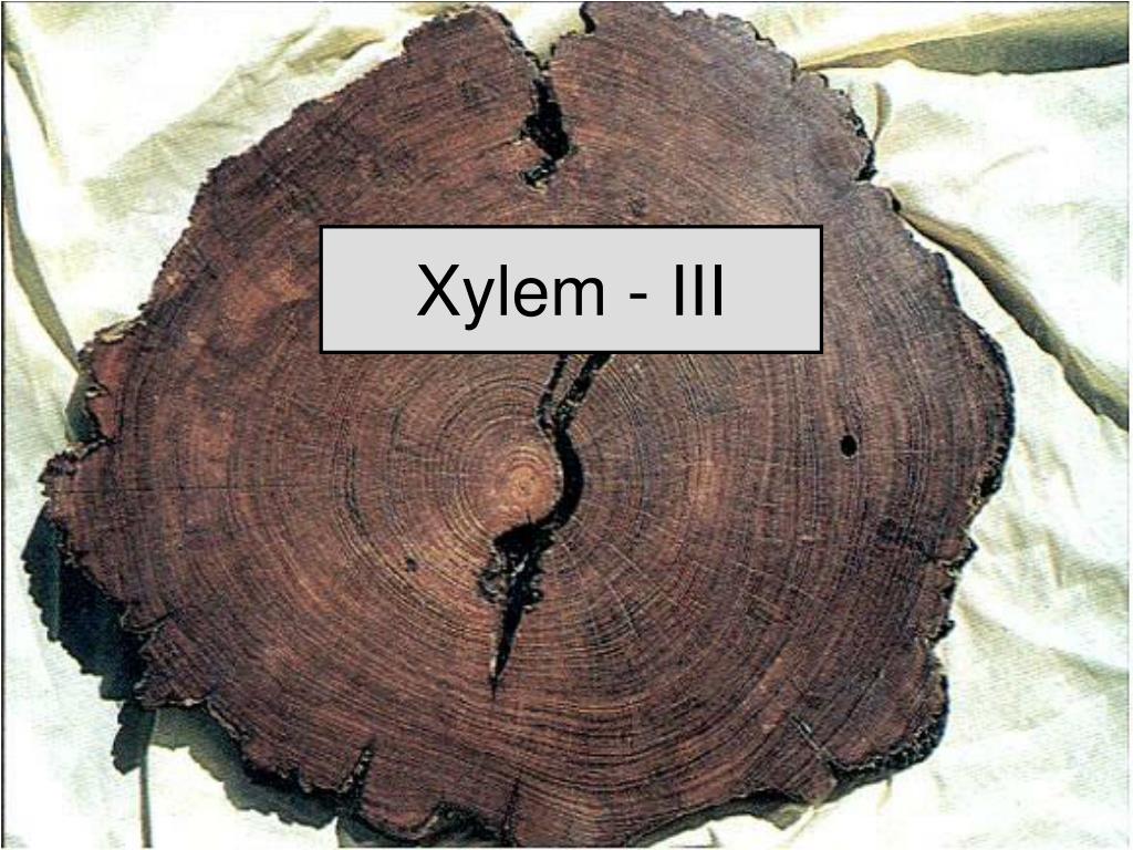 PPT - Xylem - III PowerPoint Presentation, free download - ID:3117613