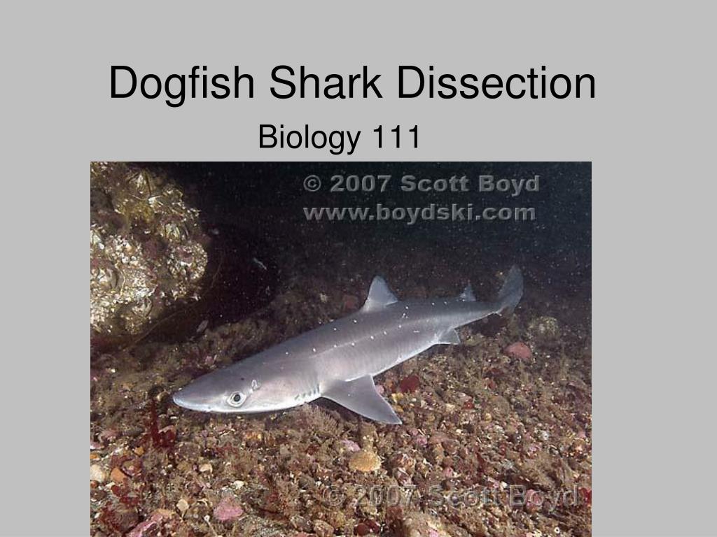 PPT - Dogfish Shark Dissection PowerPoint Presentation, free download ...