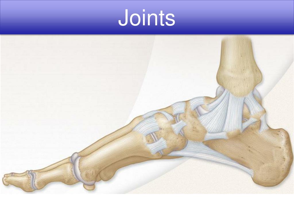 PPT - Joints PowerPoint Presentation, free download - ID:3118287