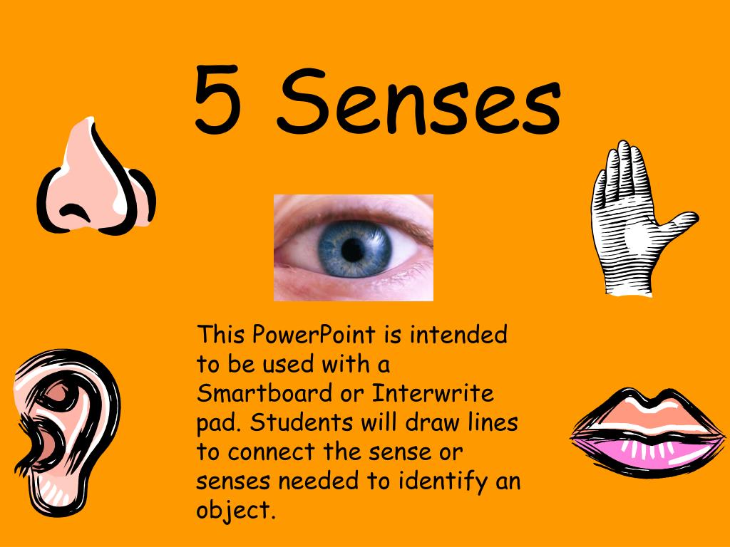 PPT - 5 Senses PowerPoint Presentation, free download - ID:3120307
