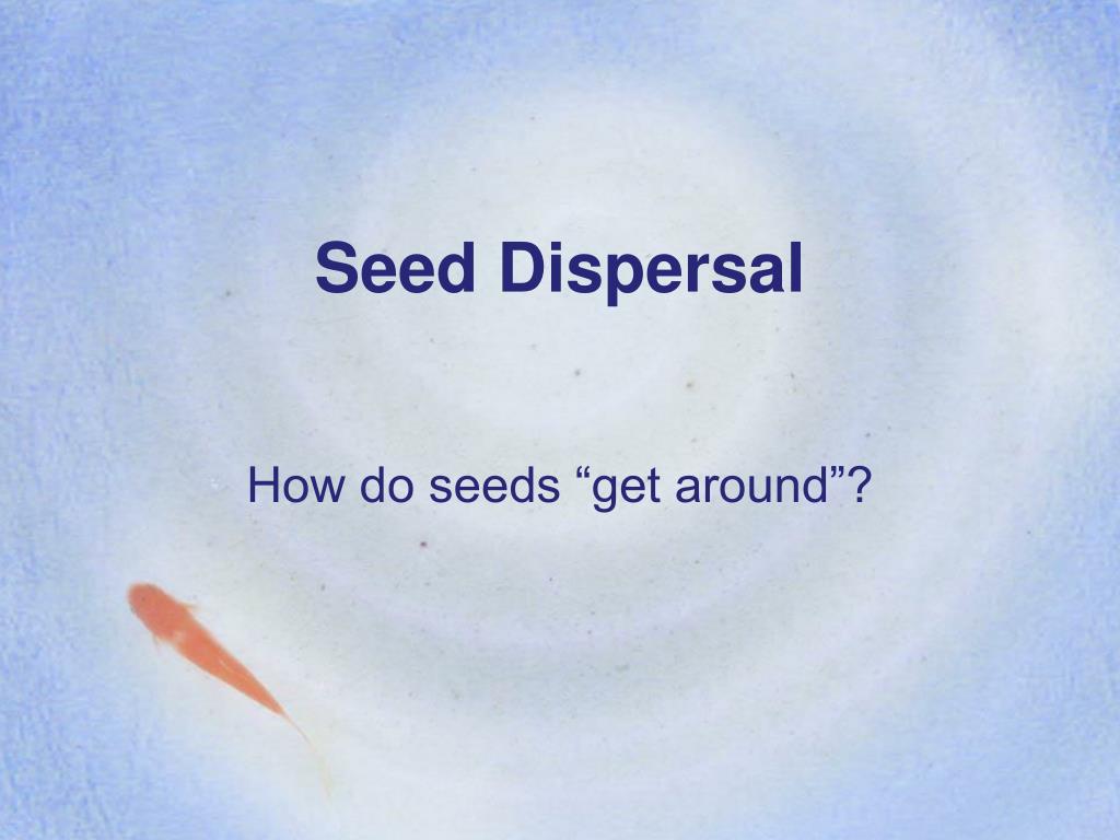 PPT - Seed Dispersal PowerPoint Presentation, free download - ID:3122732