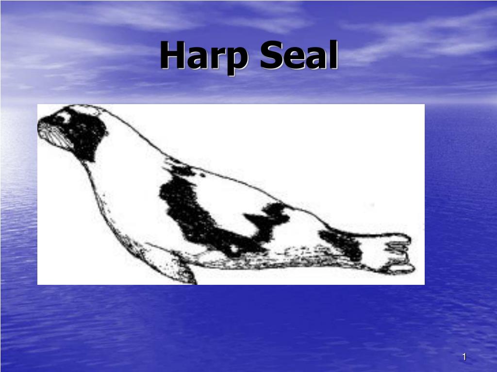 PPT - Harp Seal PowerPoint Presentation, free download - ID:3122866