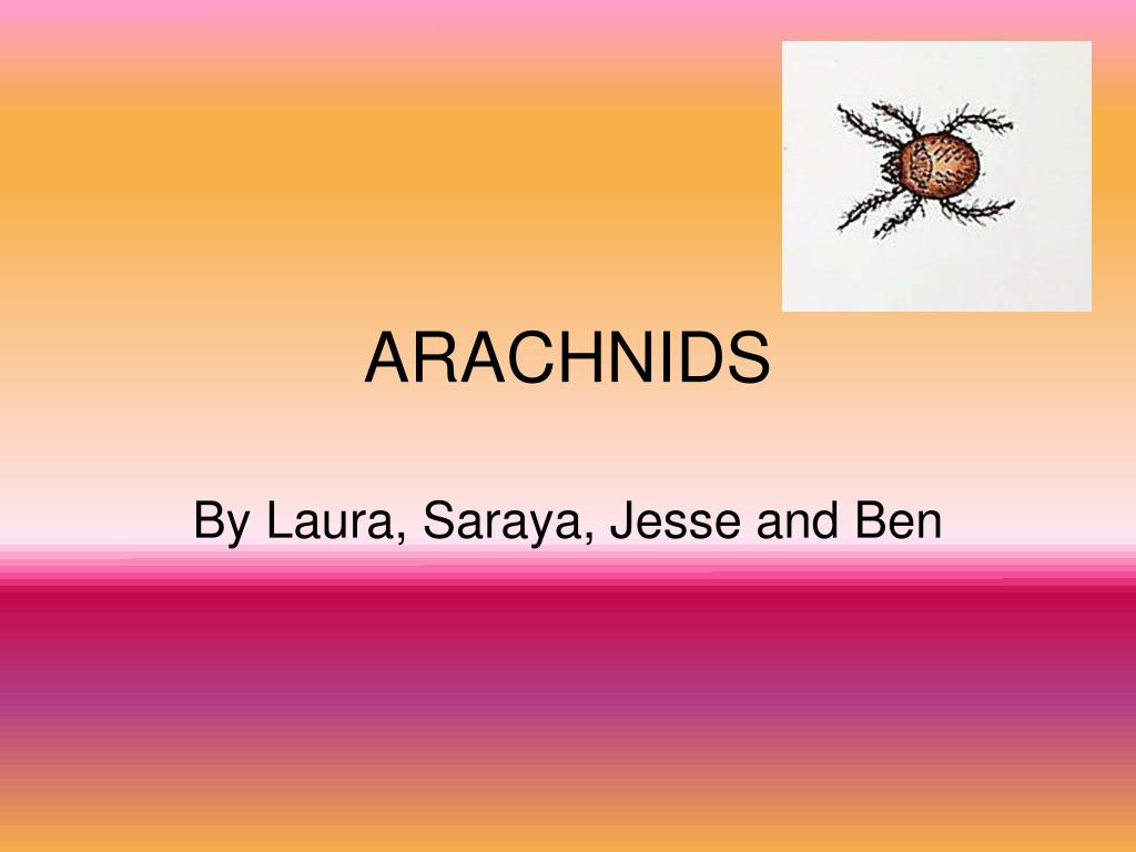 PPT - ARACHNIDS PowerPoint Presentation, free download - ID:3124556