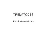 PPT - Trematodes PowerPoint Presentation, free download - ID:9313270