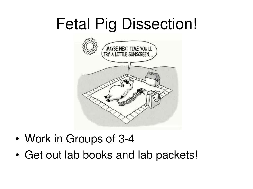 PPT - Fetal Pig Dissection! PowerPoint Presentation, free download - ID ...