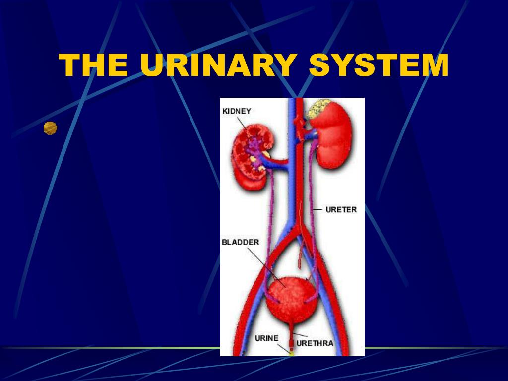 PPT - THE URINARY SYSTEM PowerPoint Presentation, free download - ID ...