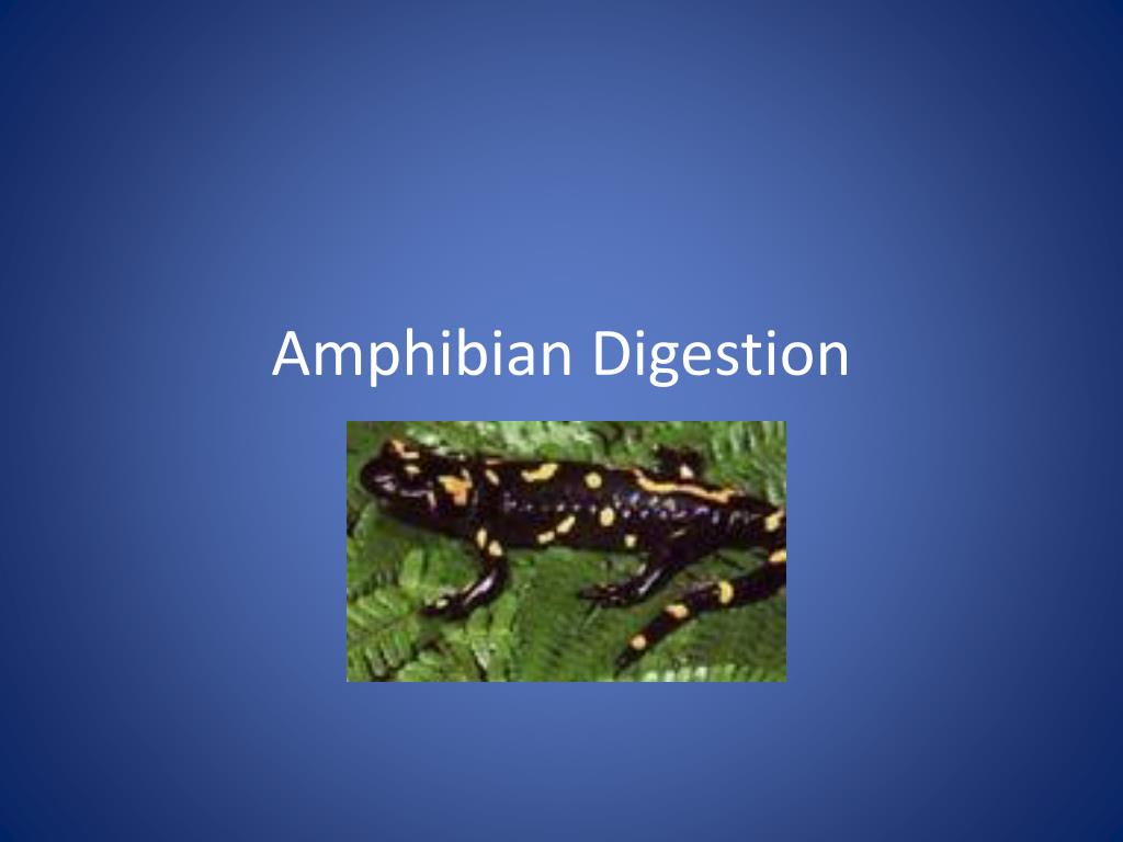 PPT - Amphibian Digestion PowerPoint Presentation, free download - ID ...