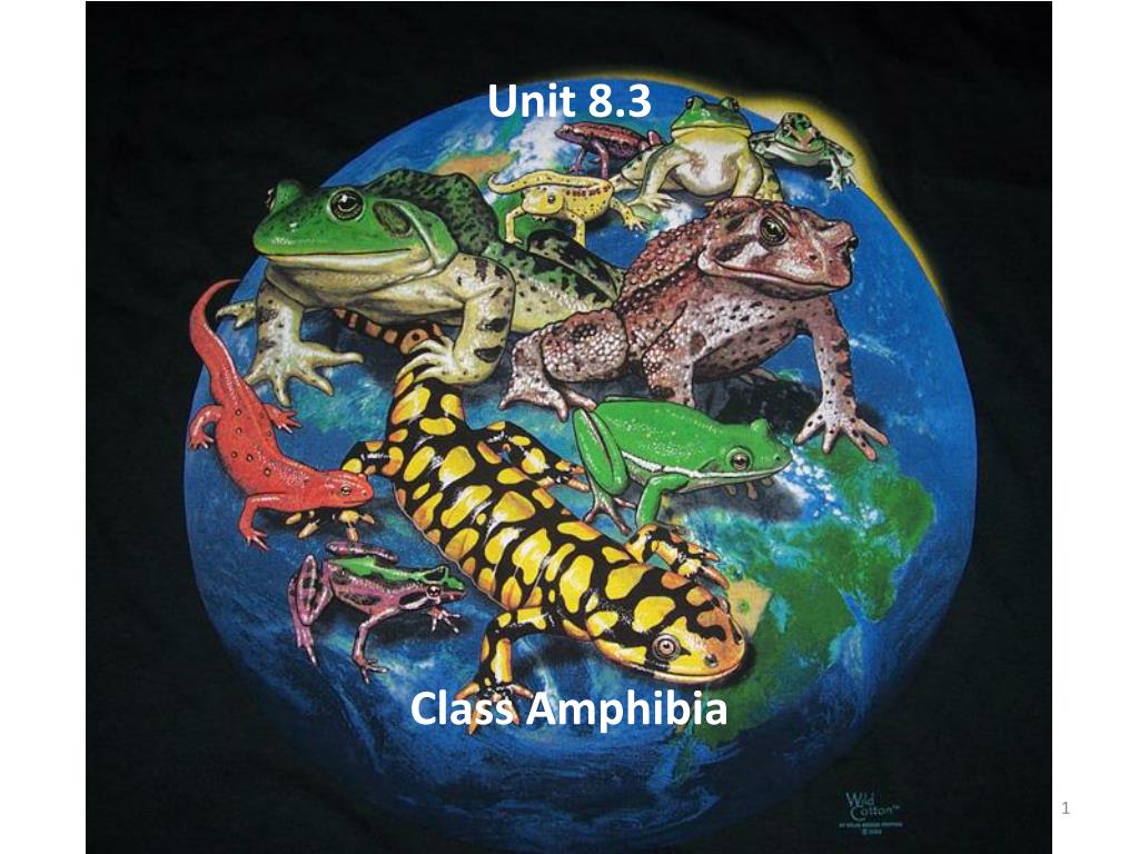PPT - Unit 8.3 Class Amphibia PowerPoint Presentation, free download ...