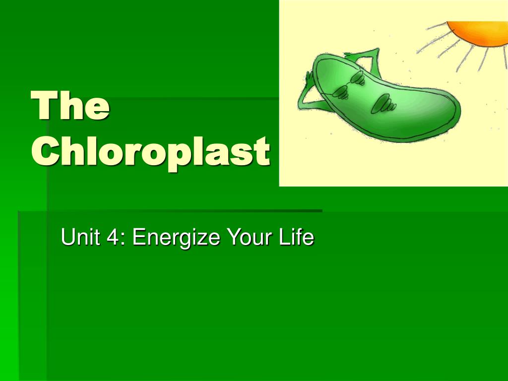 PPT - The Chloroplast PowerPoint Presentation, free download - ID:3130141