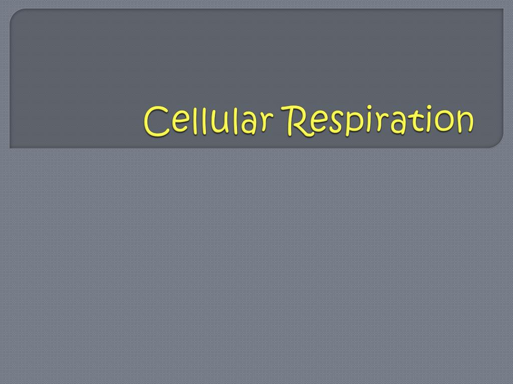 PPT - Cellular Respiration PowerPoint Presentation, free download - ID ...