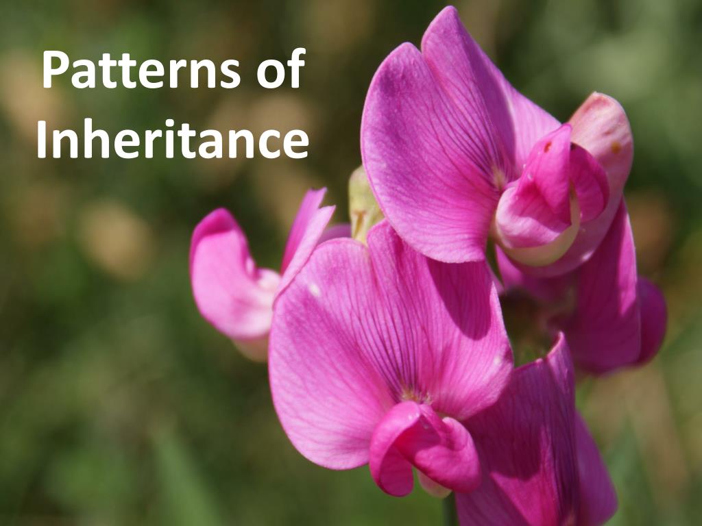 PPT - Patterns of Inheritance PowerPoint Presentation, free download ...