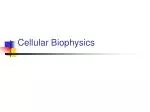PPT - Biophysics PowerPoint Presentation, free download - ID:3041523