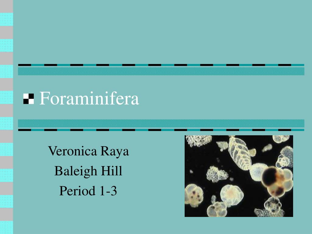 PPT - Foraminifera PowerPoint Presentation, free download - ID:3139894