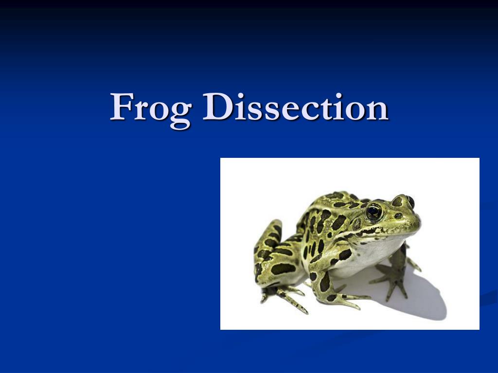 PPT - Frog Dissection PowerPoint Presentation, free download - ID:3140683
