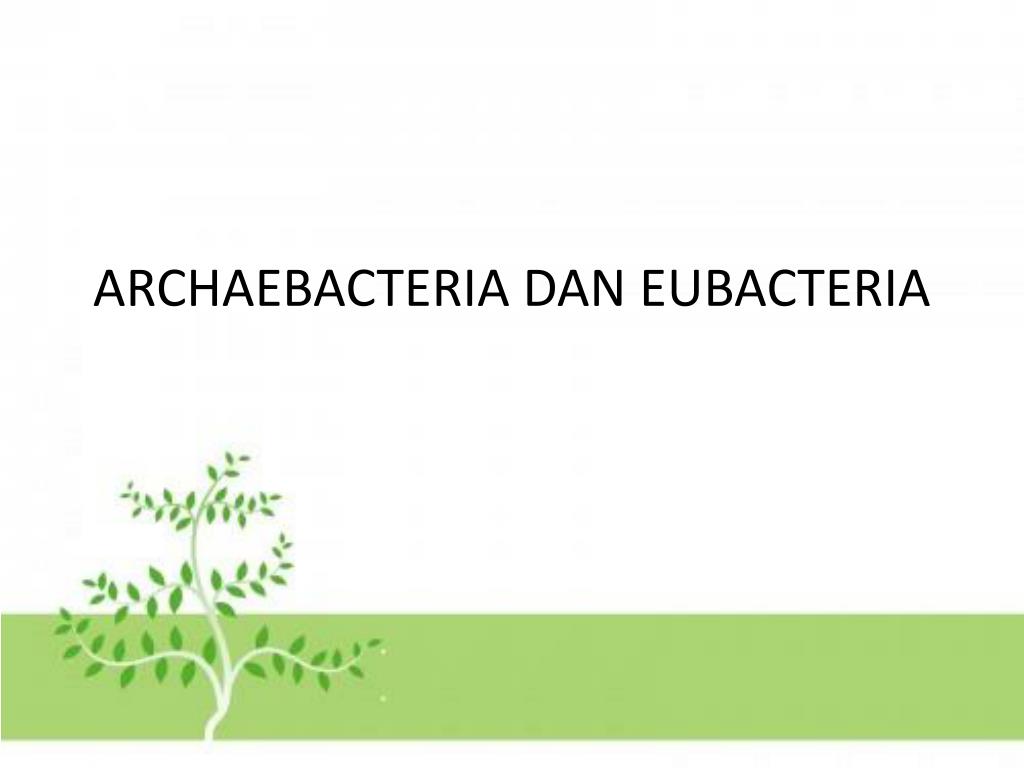 PPT - ARCHAEBACTERIA DAN EUBACTERIA PowerPoint Presentation, free download - ID:3141140