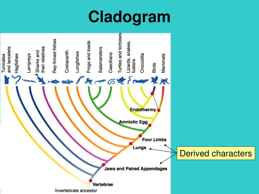 PPT - Cladogram PowerPoint Presentation, free download - ID:3143785