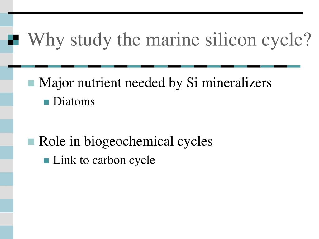 PPT - Why study the marine silicon cycle? PowerPoint Presentation, free ...