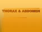 PPT - Thorax PowerPoint Presentation, free download - ID:963761