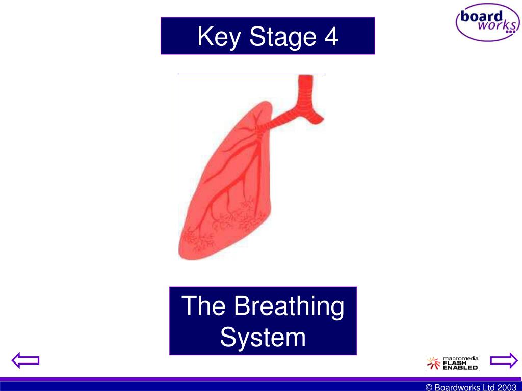PPT - The Breathing System PowerPoint Presentation, free download - ID ...