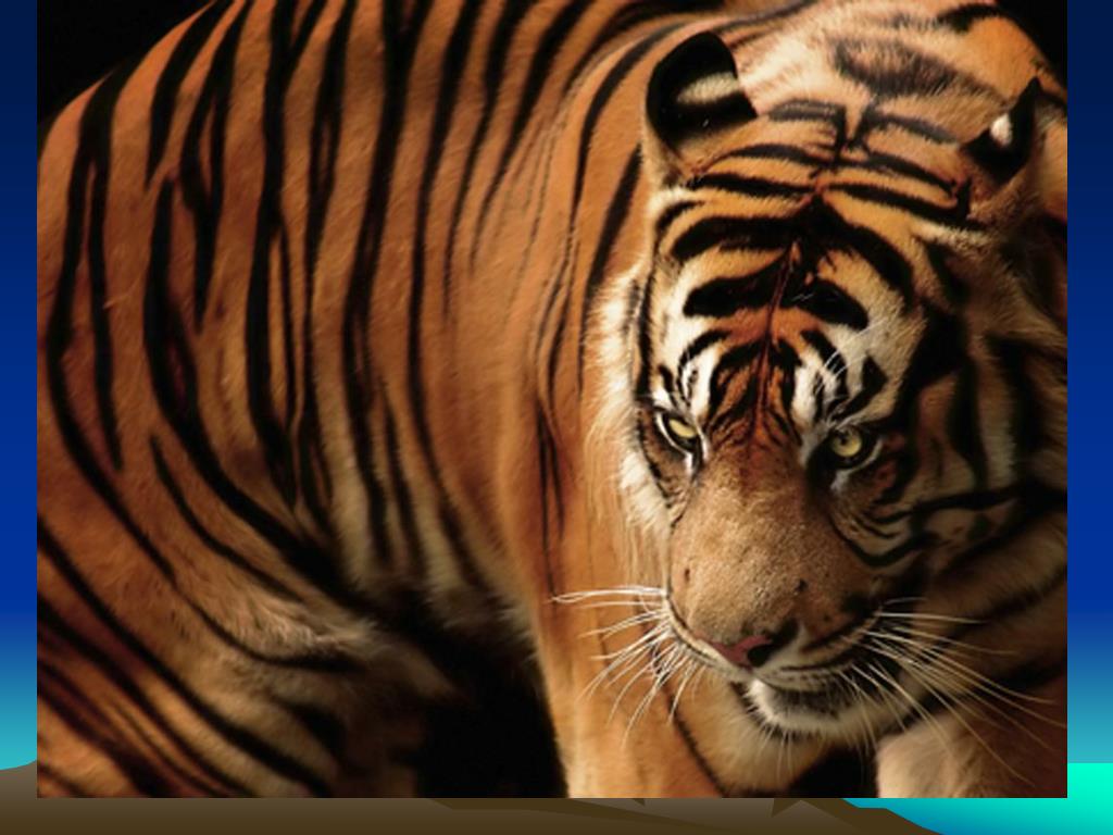 PPT - Tigers PowerPoint Presentation, free download - ID:3148368