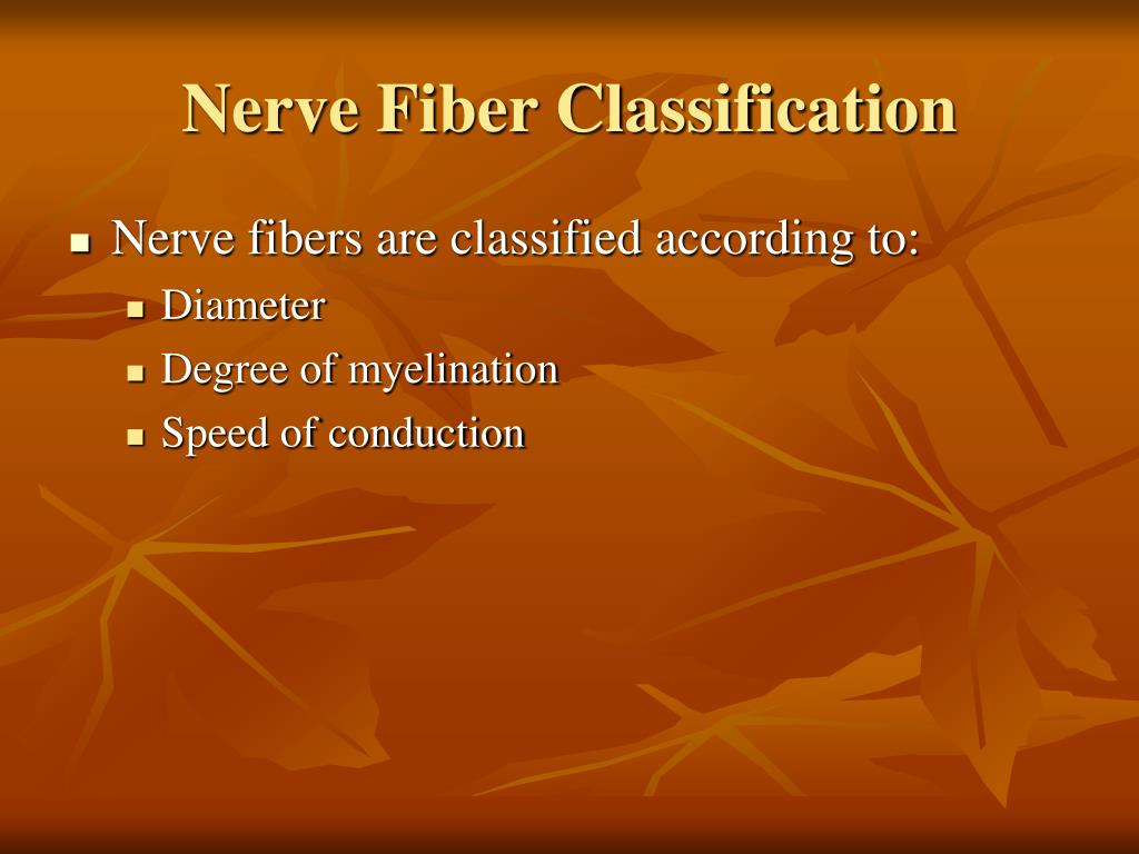 PPT - Nerve Fiber Classification PowerPoint Presentation, free download ...