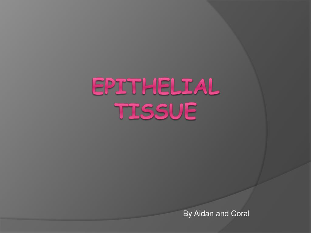 PPT - Epithelial Tissue PowerPoint Presentation, free download - ID:3150951