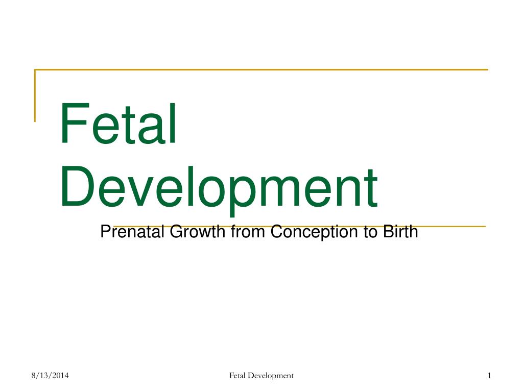 PPT - Fetal Development PowerPoint Presentation, free download - ID:3151453