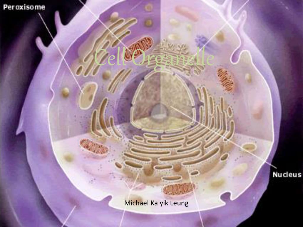 PPT - Cell Organelle PowerPoint Presentation, free download - ID:3161163