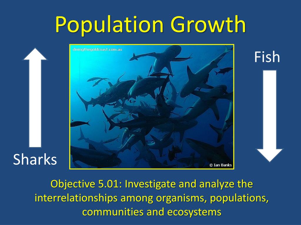 PPT - Population Growth PowerPoint Presentation, free download - ID:3164615