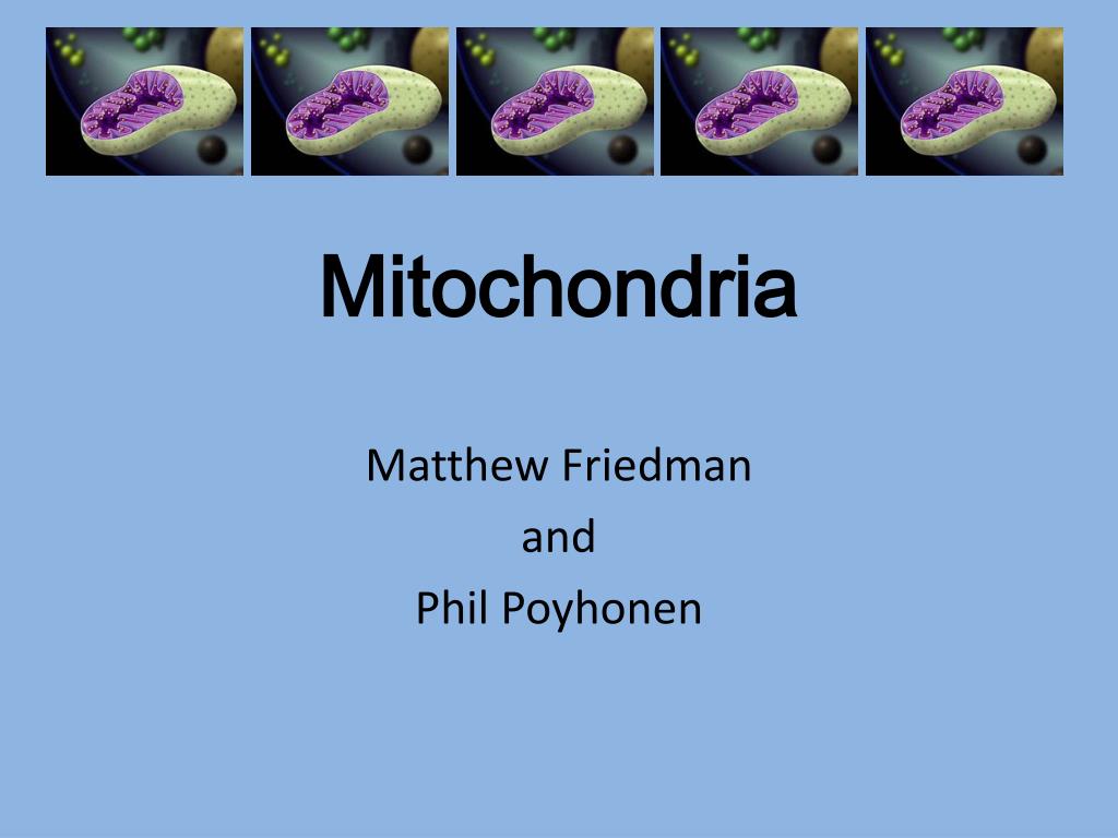 PPT - Mitochondria PowerPoint Presentation, free download - ID:3167101