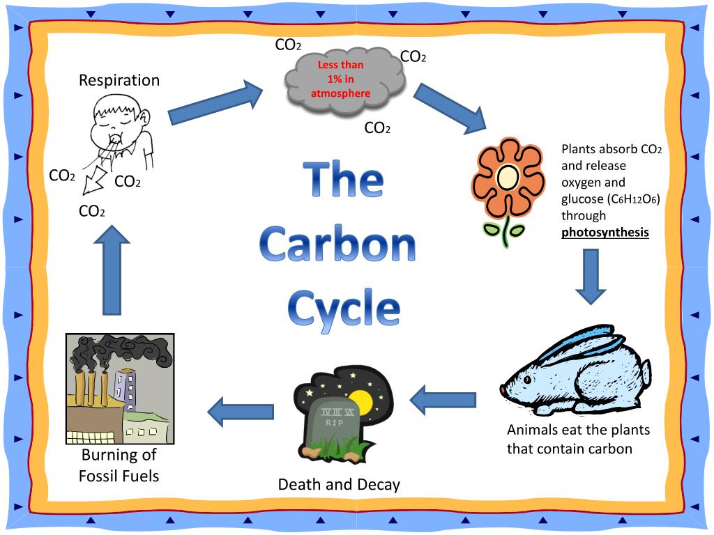 PPT - The Carbon Cycle PowerPoint Presentation, free download - ID:3184291