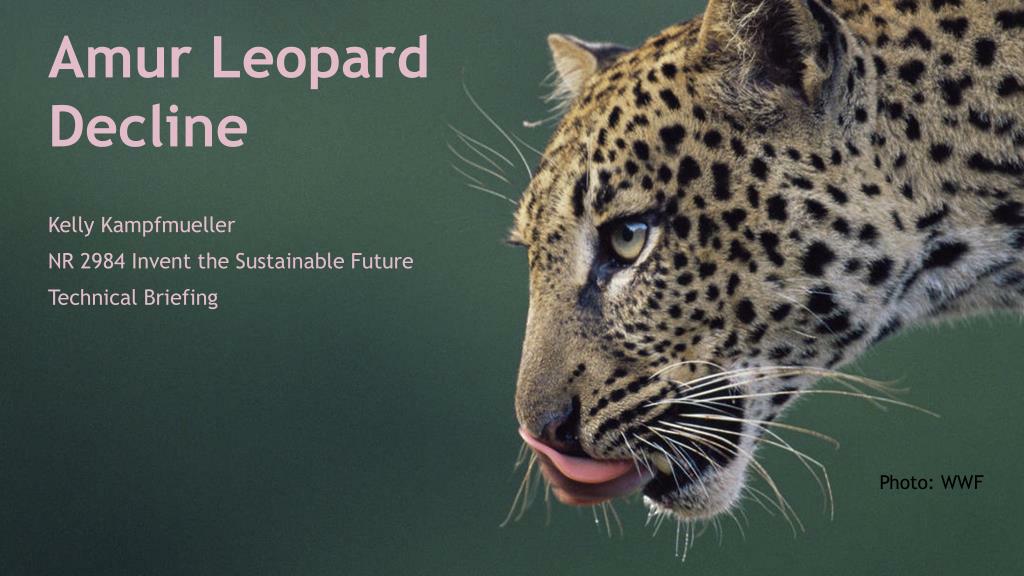 PPT - Amur Leopard Decline PowerPoint Presentation, free download - ID ...