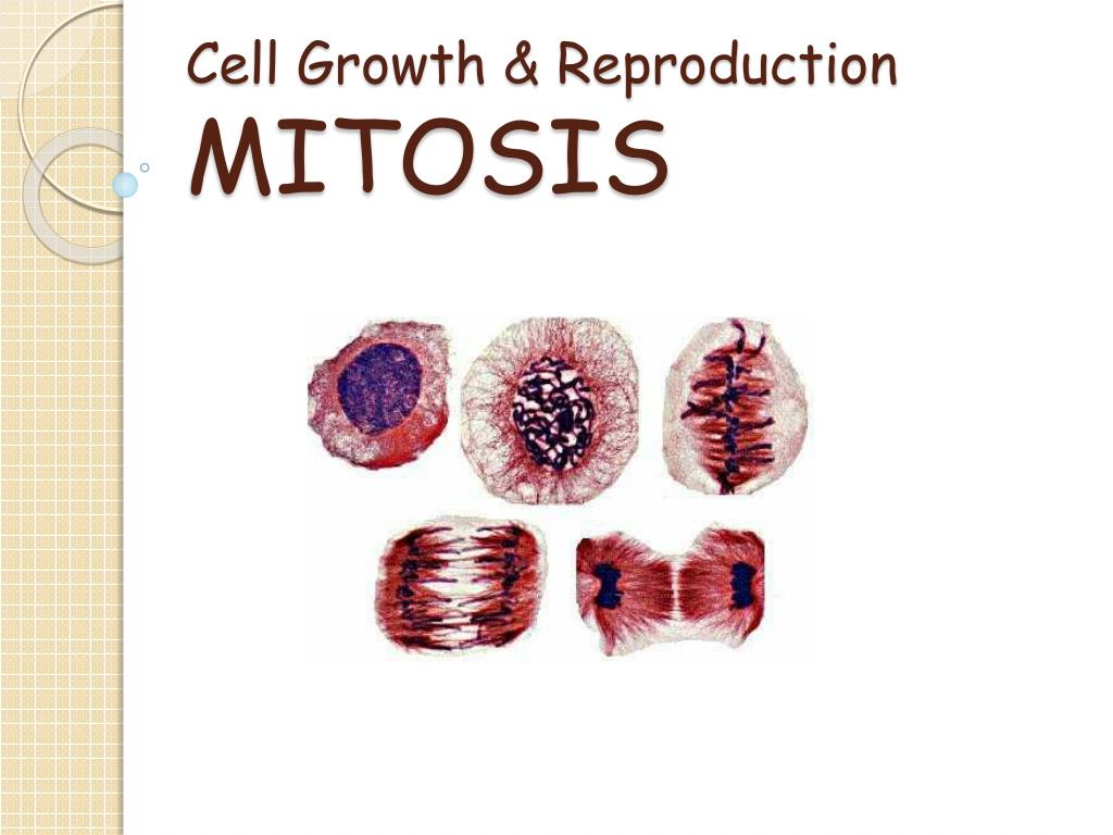 PPT - Cell Growth & Reproduction MITOSIS PowerPoint Presentation, free ...