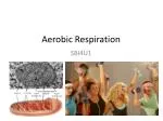PPT - Aerobic Exercises PowerPoint Presentation, free download - ID:6626308