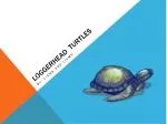 PPT - Loggerhead Turtles PowerPoint Presentation, free download - ID ...