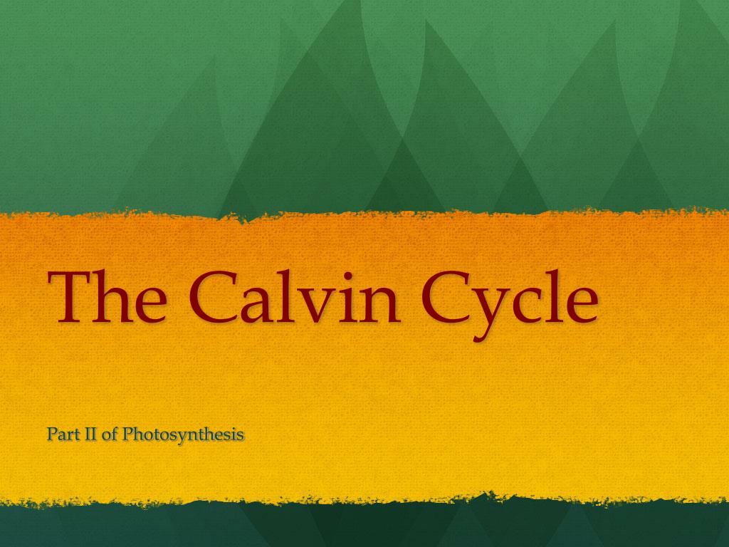 PPT - The Calvin Cycle PowerPoint Presentation, free download - ID:3198237